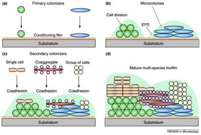 Coaggregation: Interactions between Bacteria in Dental Biofilms