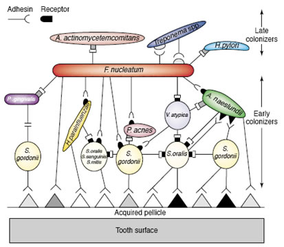 Coaggregation: Interactions between Bacteria in Dental Biofilms