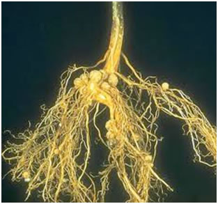Interactions with Eucaryotic Organsims